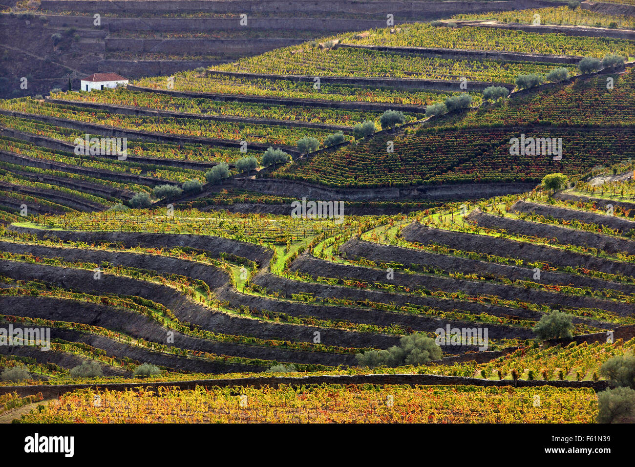 Vineyards in Douro valley in the heart of Alto Douro Wine Region ...