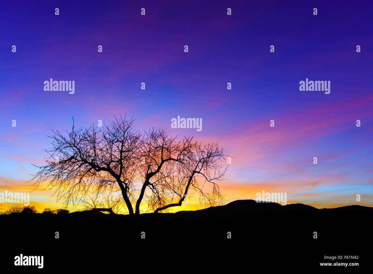 Abstract colorful sunset landscape with tree silhouette on front plan ...