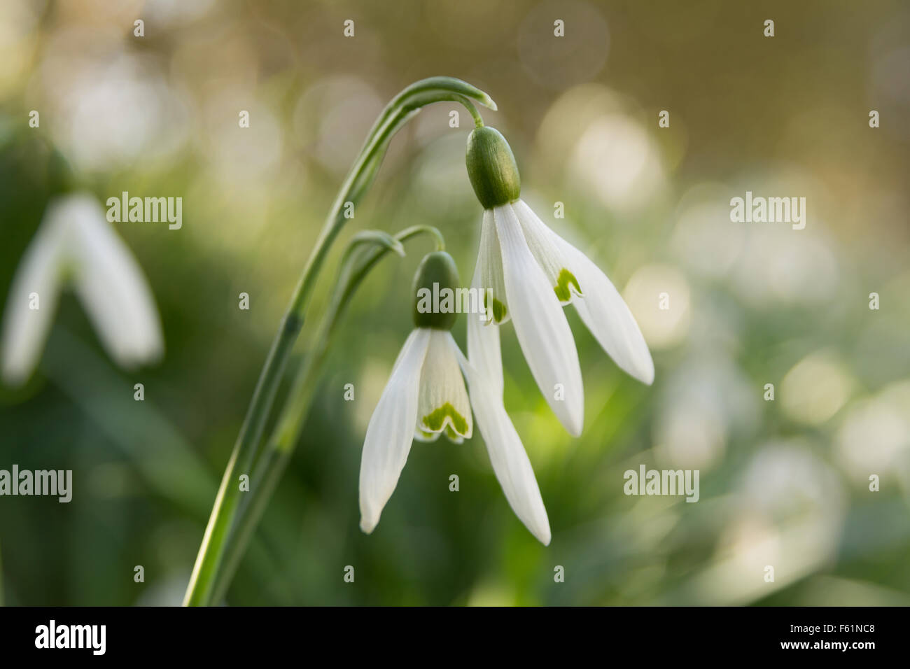 Two snowdrops photographed in a sundappled garden Stock Photo - Alamy