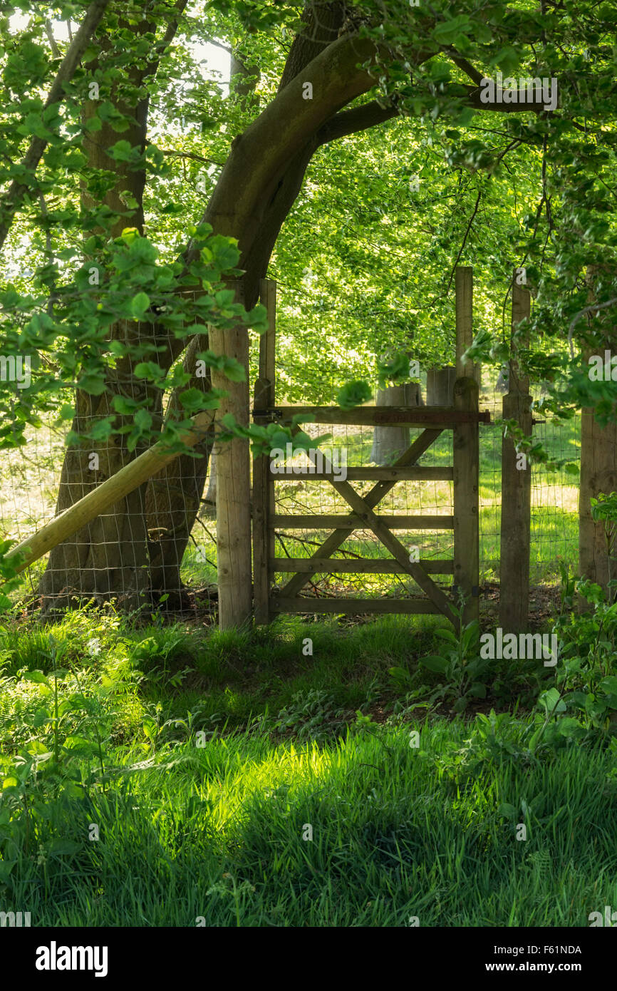 Evening sunlight creates a magical glow through a countryside gate ...