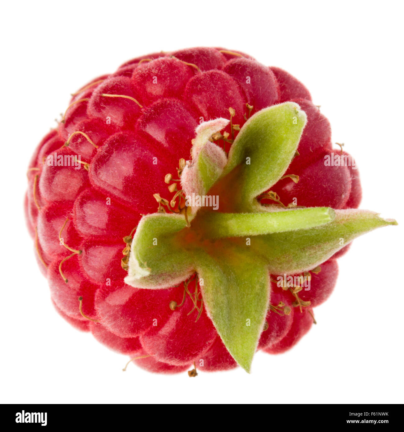 ripe raspberry isolated on white background close up Stock Photo - Alamy