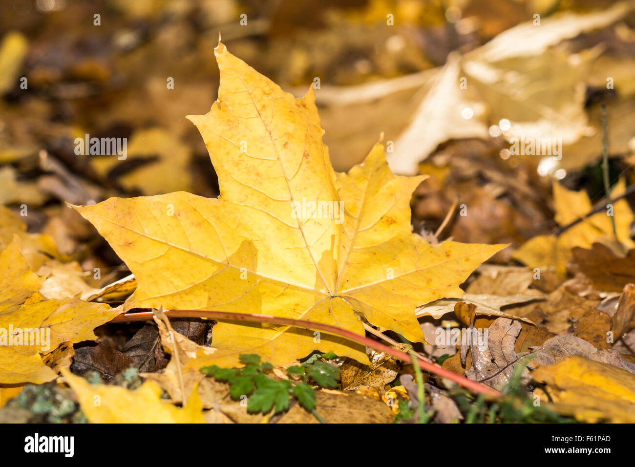 Autumn leaves in the sun Stock Photo - Alamy