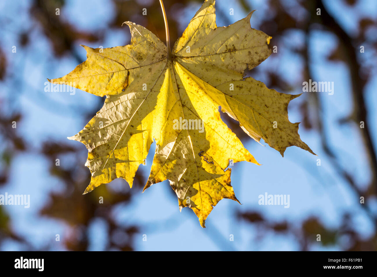 Golden leaves branches hi-res stock photography and images - Alamy
