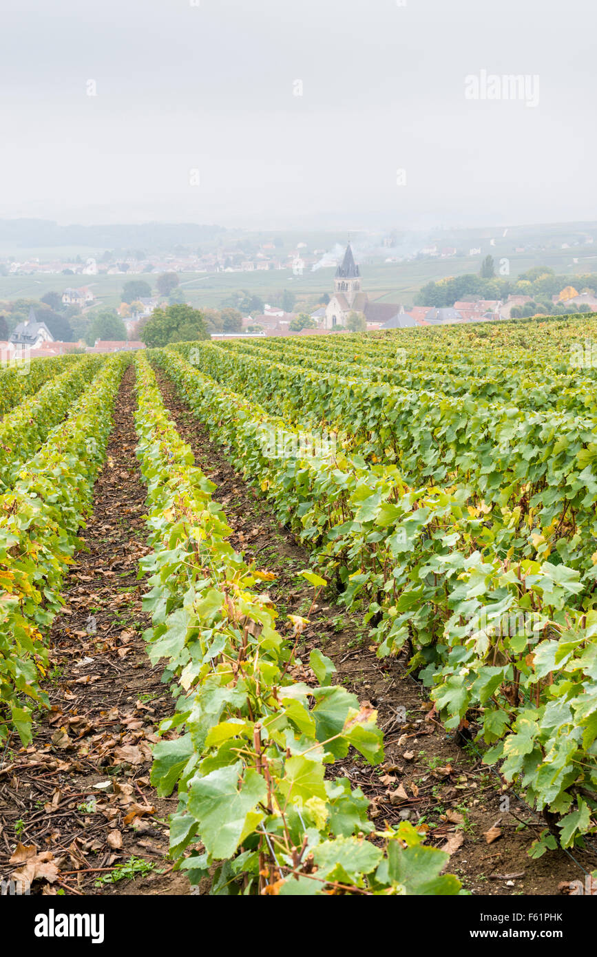 A landscape view of the village of Ville Dommange across vineyards in ...