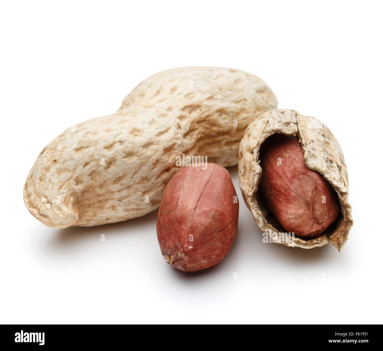 peanut pod or arachis isolated on white background cutout Stock Photo ...