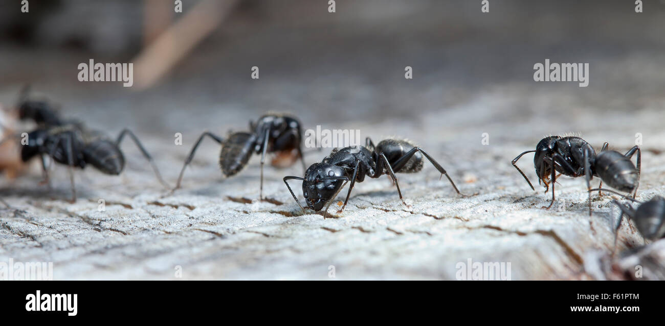 big forest ants in a native habitat Stock Photo - Alamy
