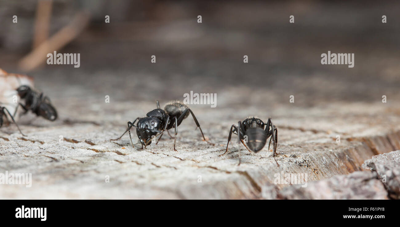 big forest ants in a native habitat Stock Photo - Alamy