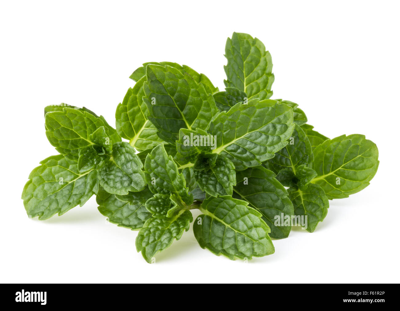 Fresh mint herb leaves isolated on white background cutout Stock Photo ...