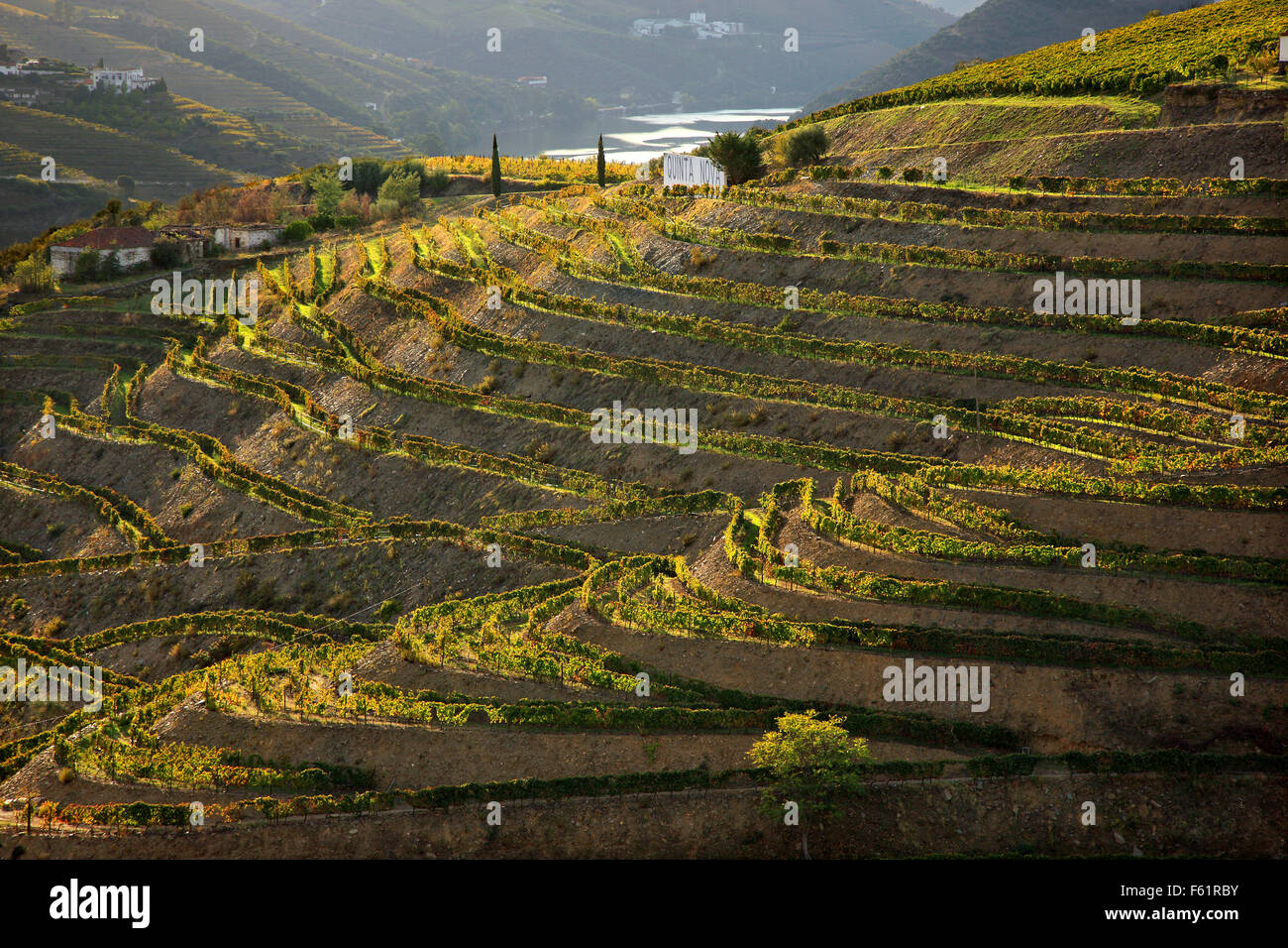 Vineyards in Douro valley in the heart of Alto Douro Wine Region ...
