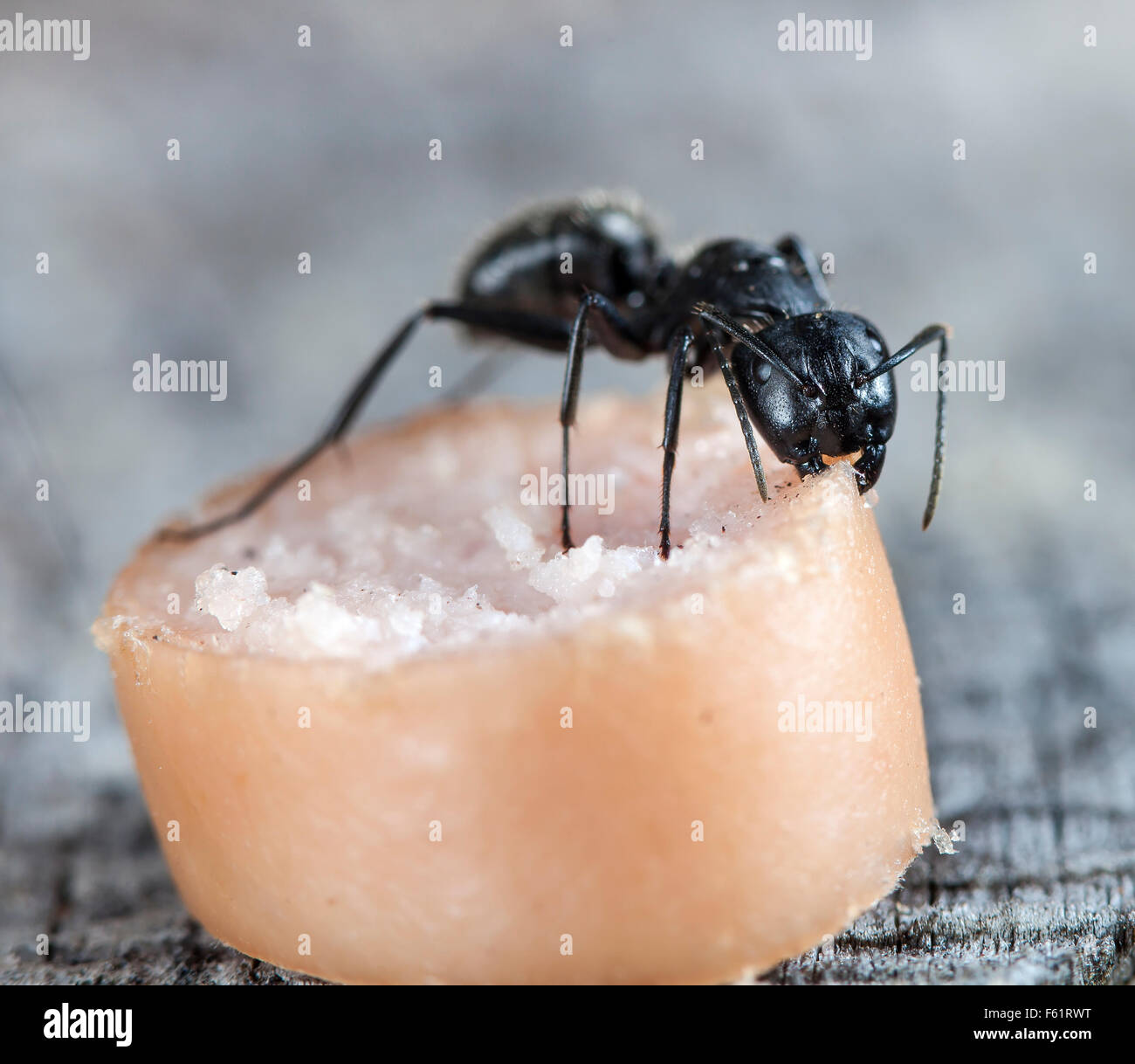 big forest ant eats piece of sausage Stock Photo - Alamy