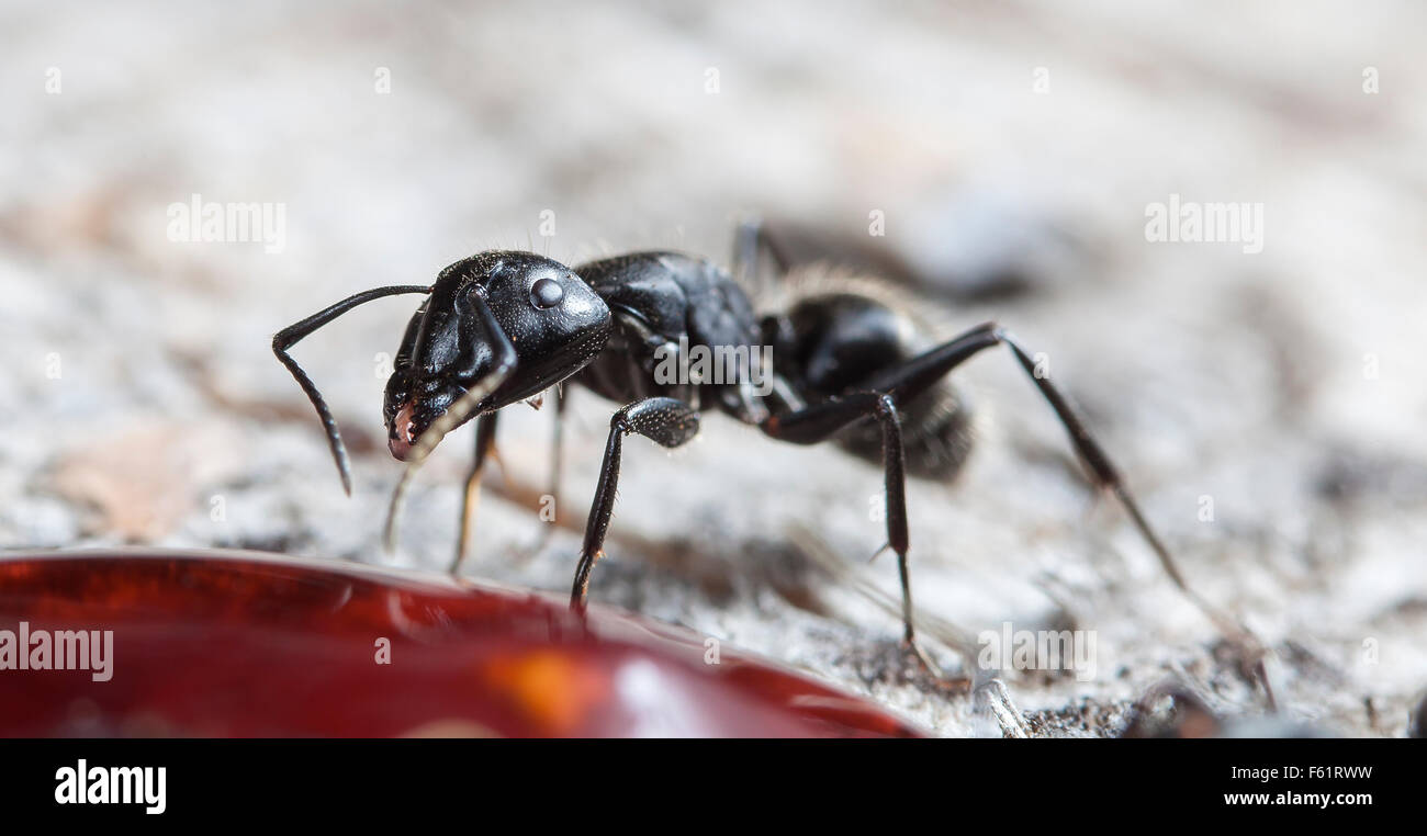 big forest ant eats strawberry jam Stock Photo - Alamy
