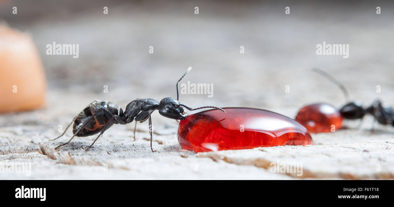 big forest ant eats strawberry jam Stock Photo - Alamy