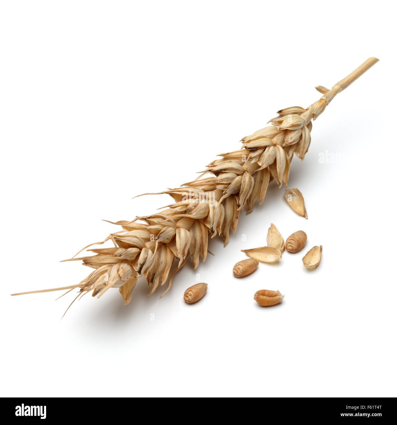 wheat ear isolated on white background cutout Stock Photo - Alamy
