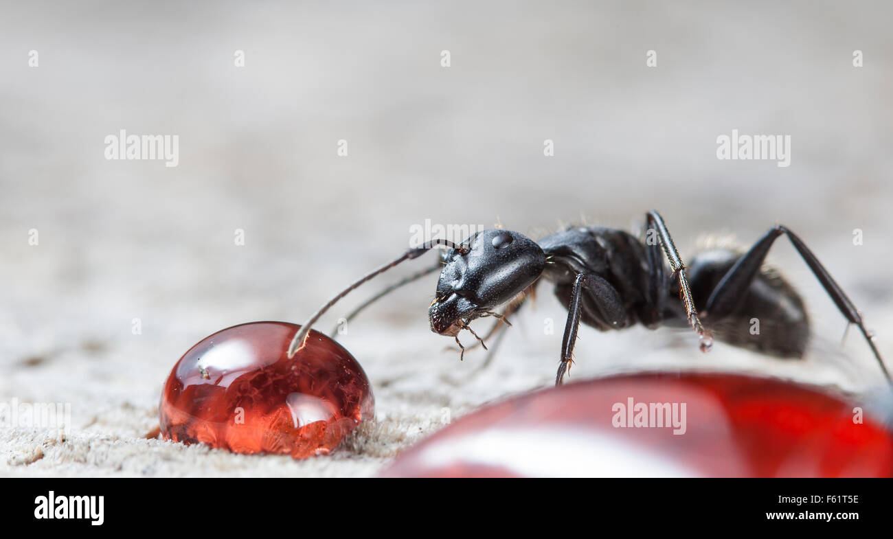 big forest ant eats strawberry jam Stock Photo - Alamy