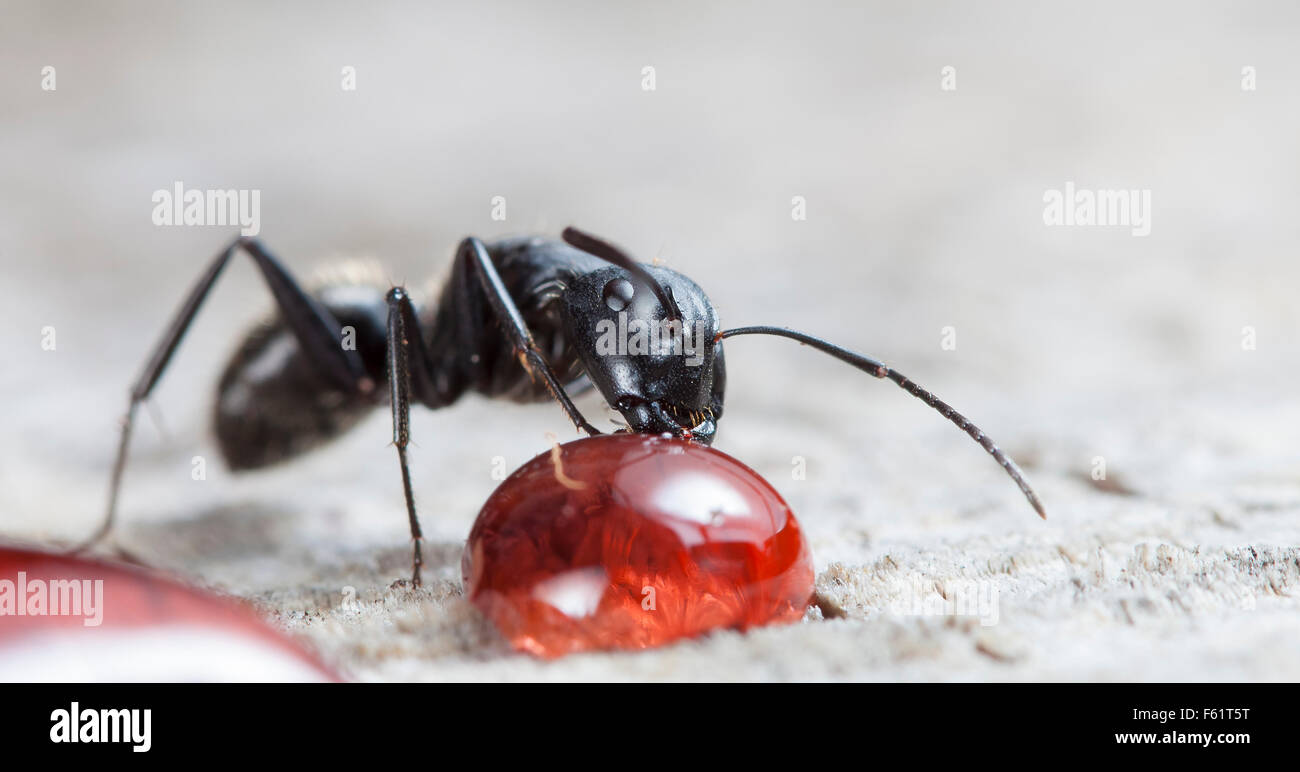 big forest ant eats strawberry jam Stock Photo - Alamy