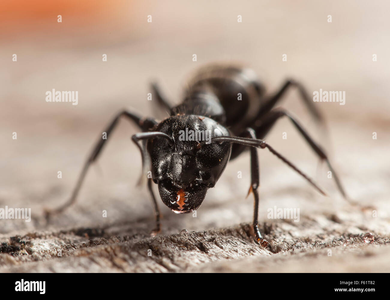big forest ant eats strawberry jam Stock Photo - Alamy