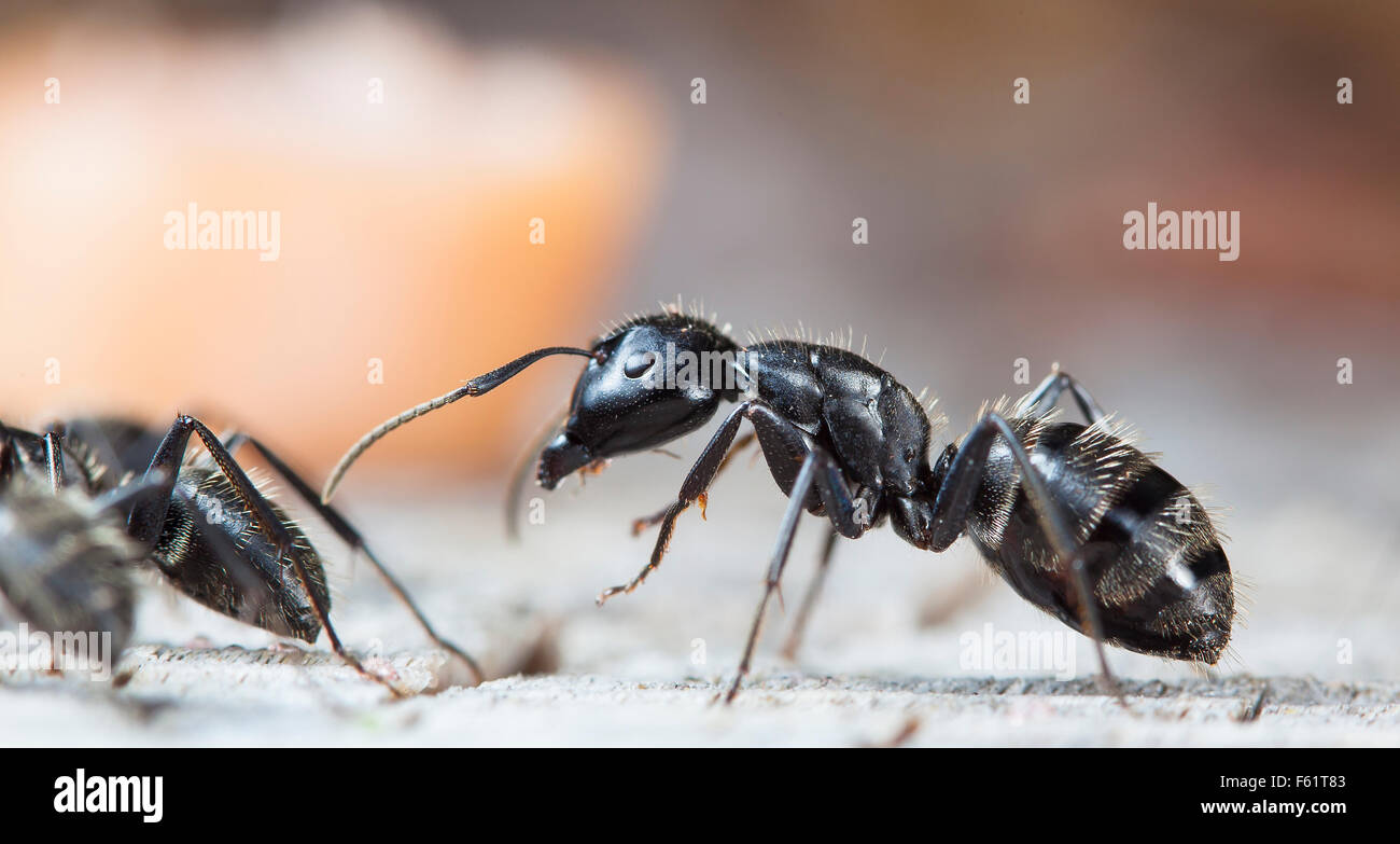Ant hill in a forest hi-res stock photography and images - Alamy