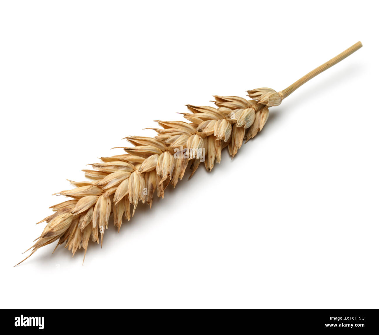wheat ear isolated on white background cutout Stock Photo - Alamy