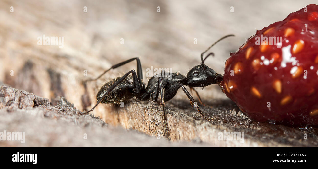 big forest ant eats strawberry jam Stock Photo - Alamy