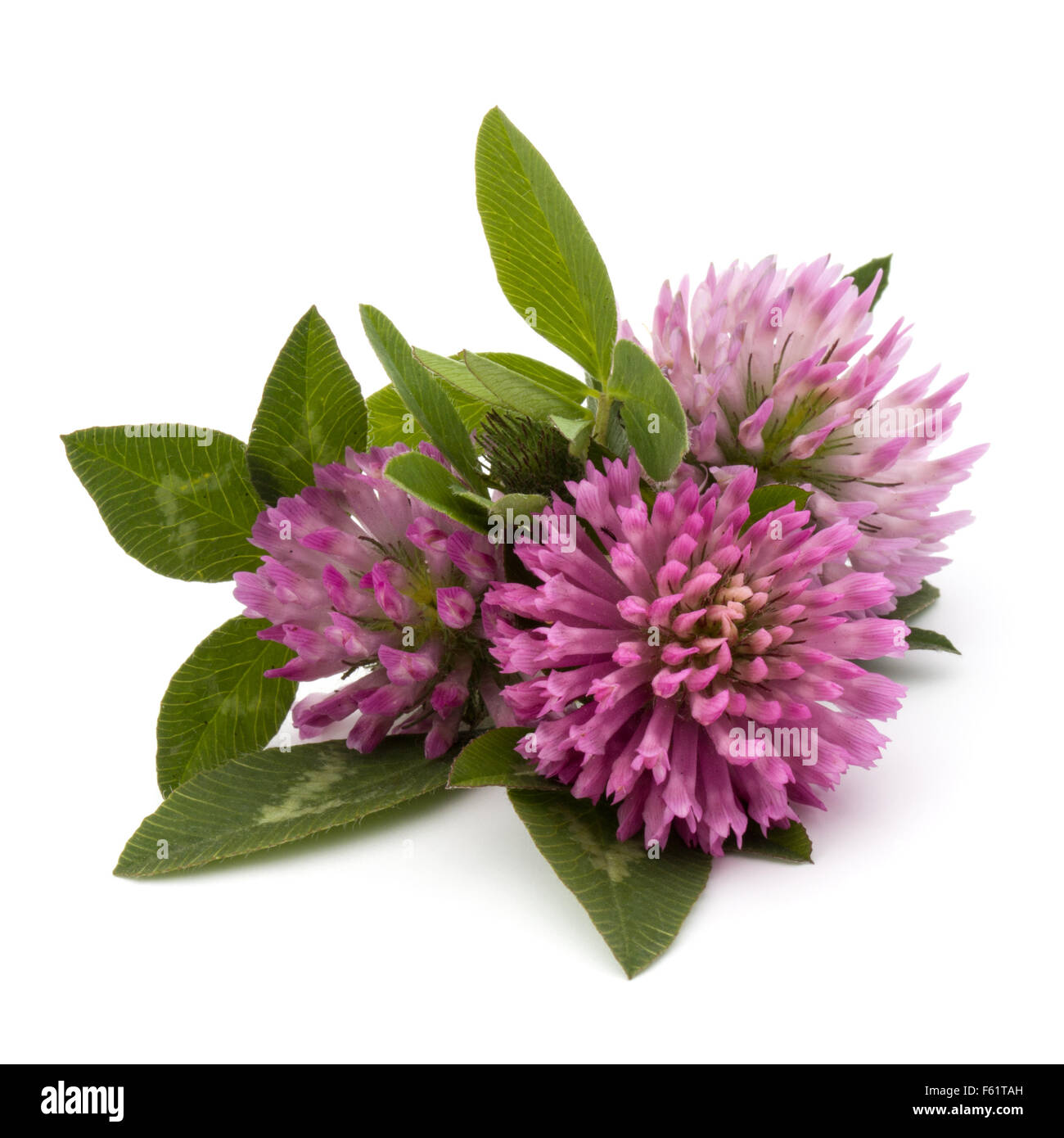 Clover or trefoil flower medicinal herbs isolated on white background ...