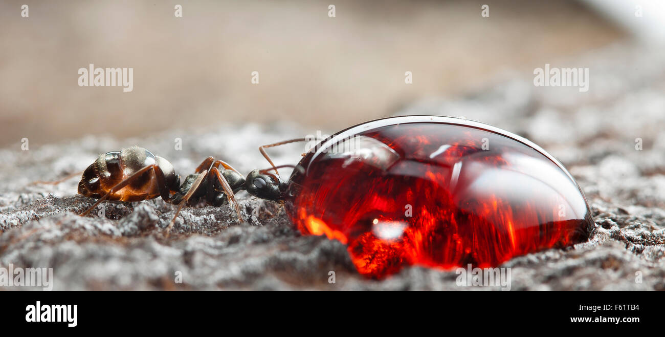 big forest ant eats strawberry jam Stock Photo - Alamy
