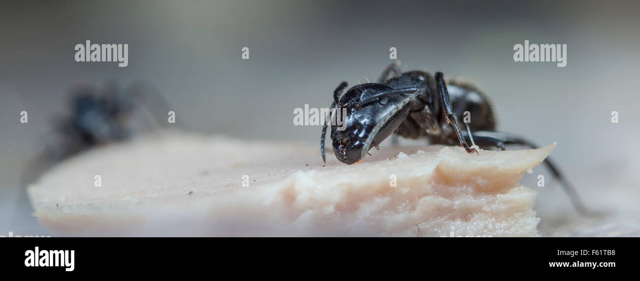 big forest ant eats piece of sausage Stock Photo - Alamy