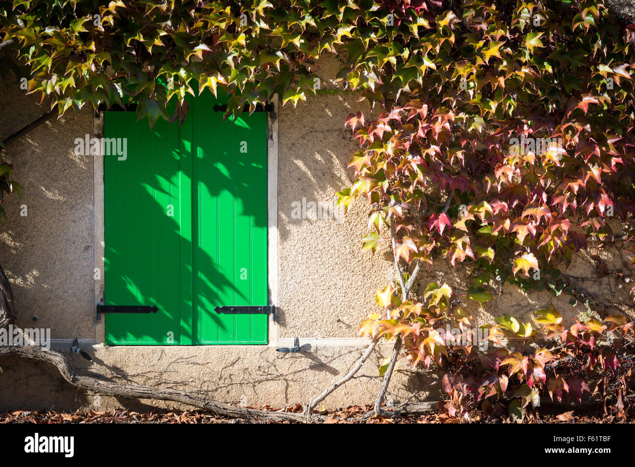 A shuttered french window with climbing plants in the Burgundy area of ...