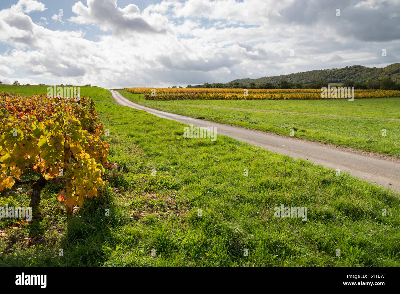 Burgundy wine hi-res stock photography and images - Alamy