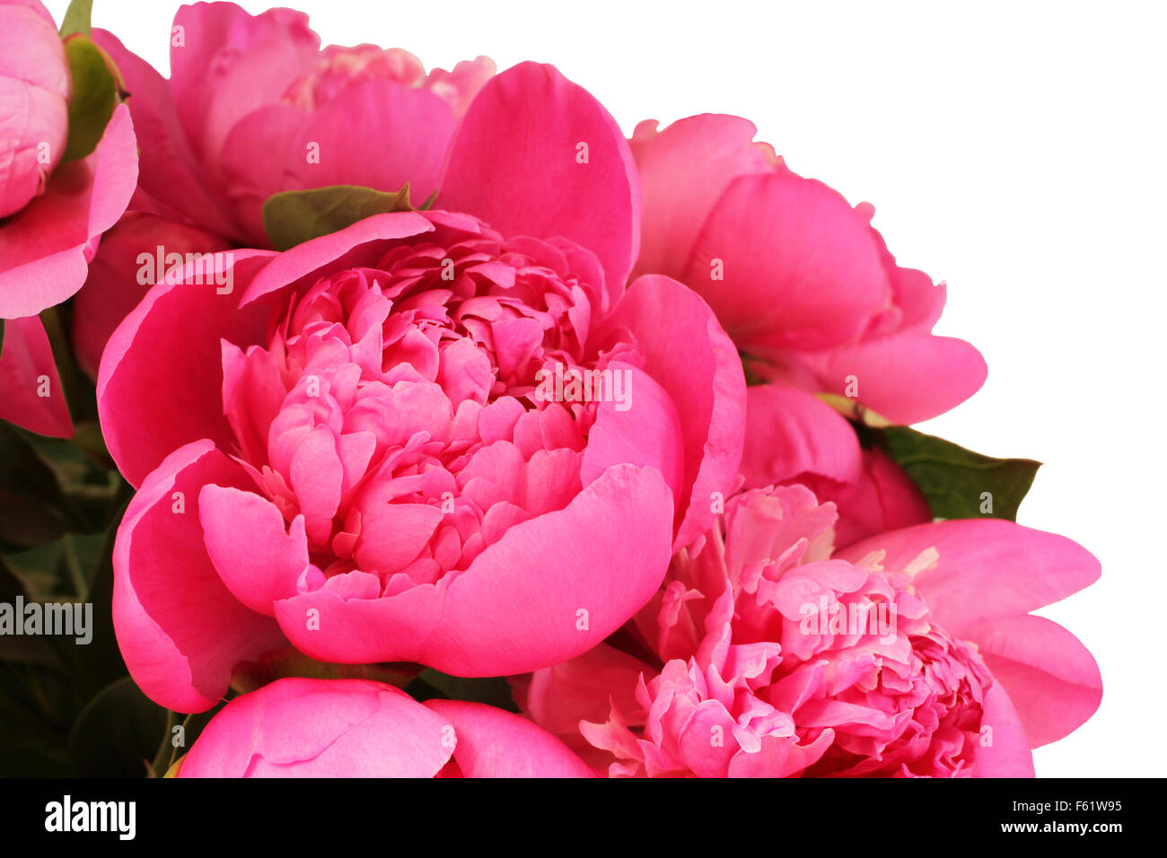 Pink peonies on white background Stock Photo - Alamy