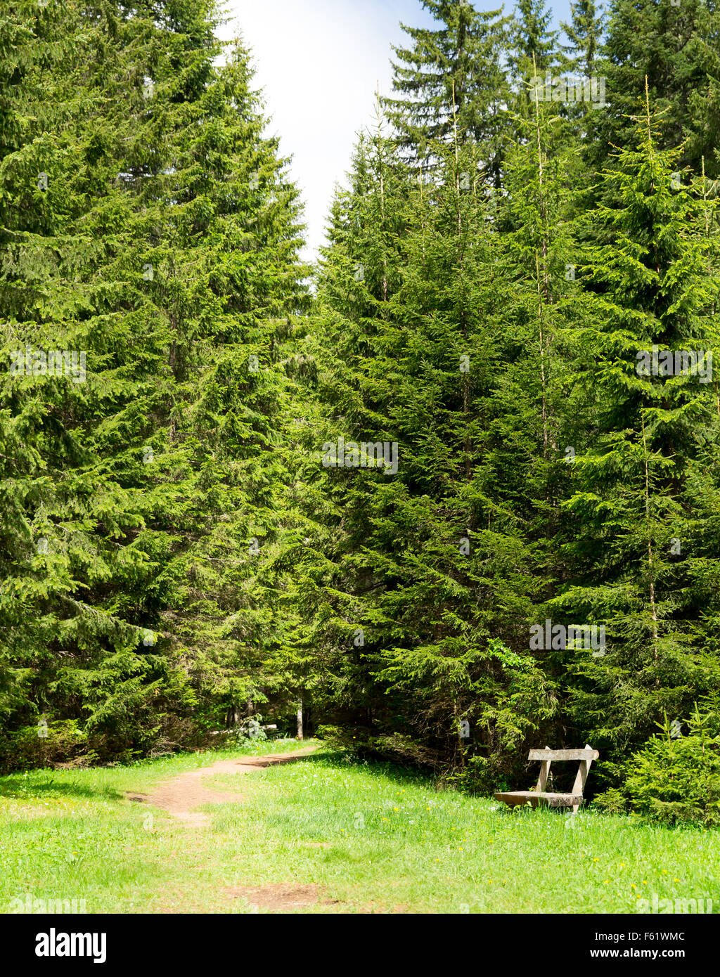 Forest trees and wooden bench Stock Photo - Alamy