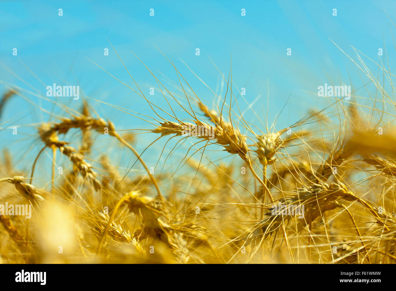 Gold field of wheat against blue sky Stock Photo - Alamy