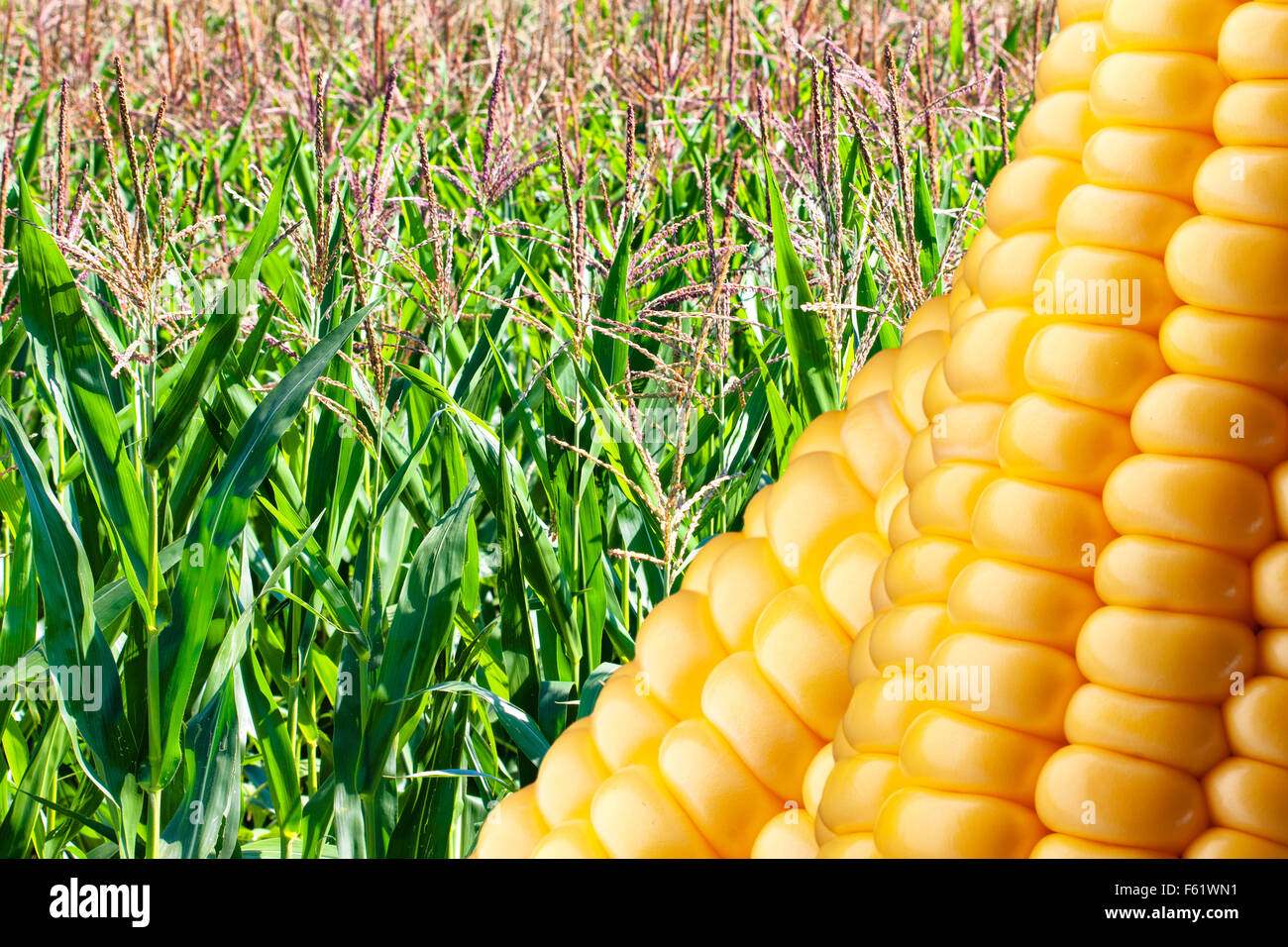 Field of ripe corn maturing in the summer sun Stock Photo - Alamy