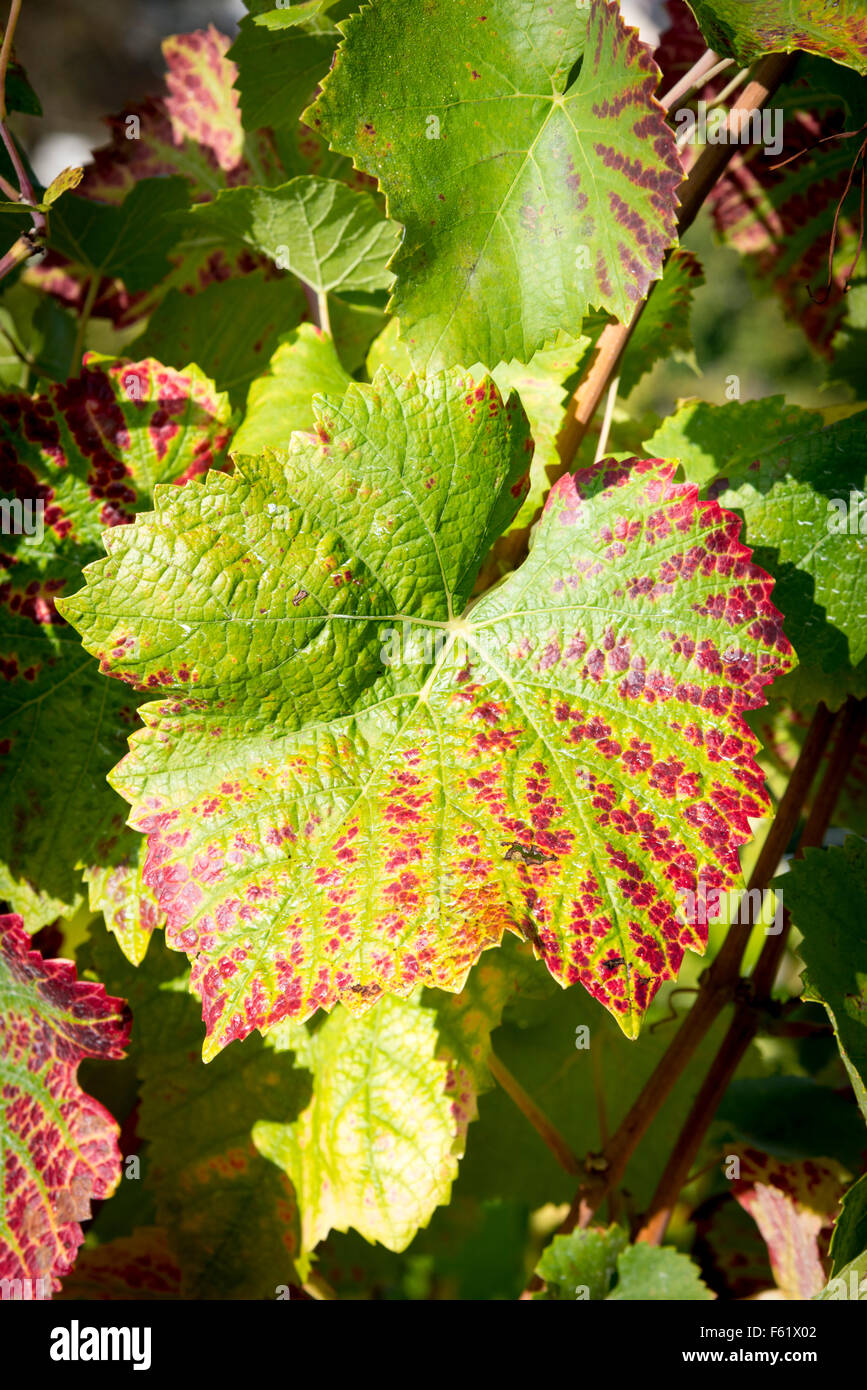 Grapevine leaf hi-res stock photography and images - Alamy