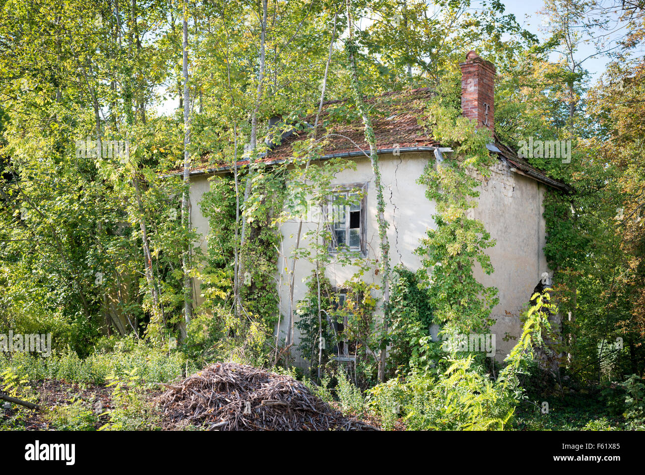 A derelict old house being taken over by overgrown trees bushes Stock ...