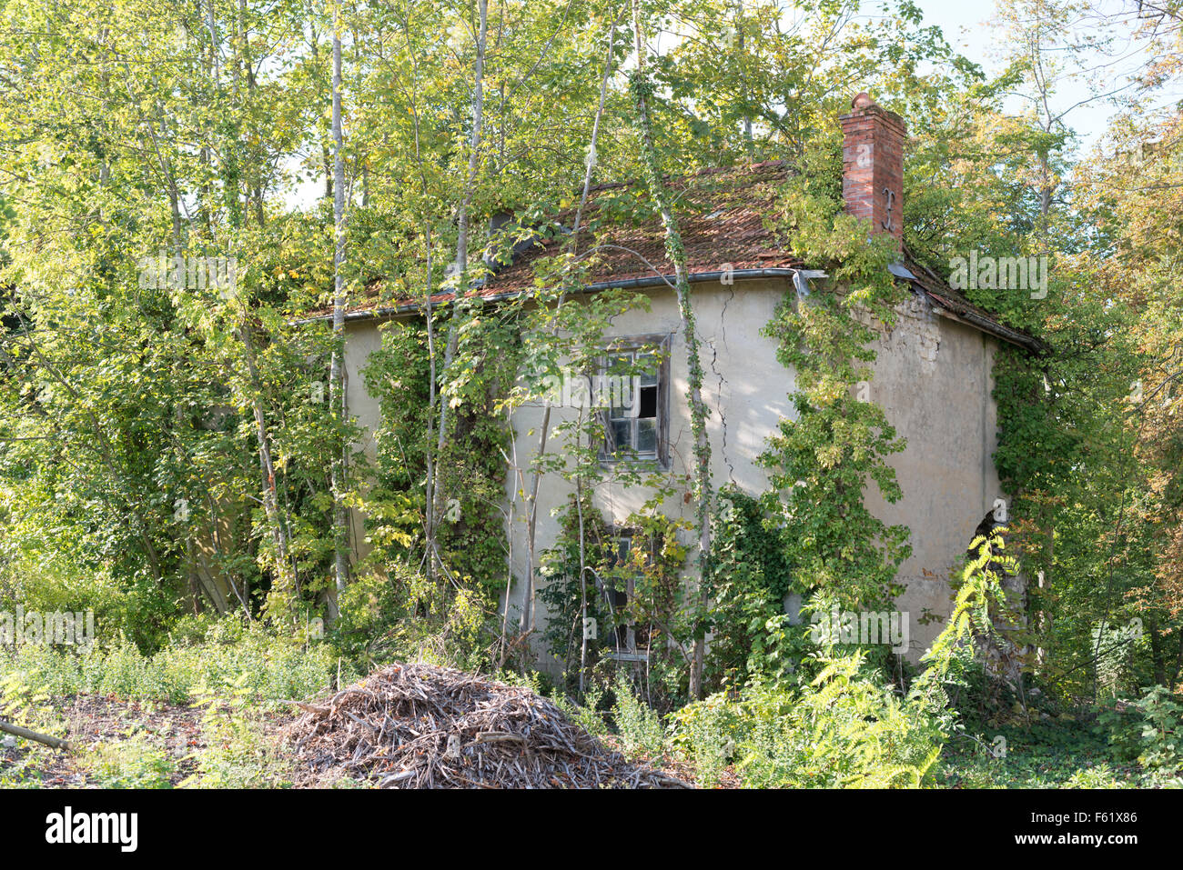 A derelict old house being taken over by overgrown trees bushes Stock ...