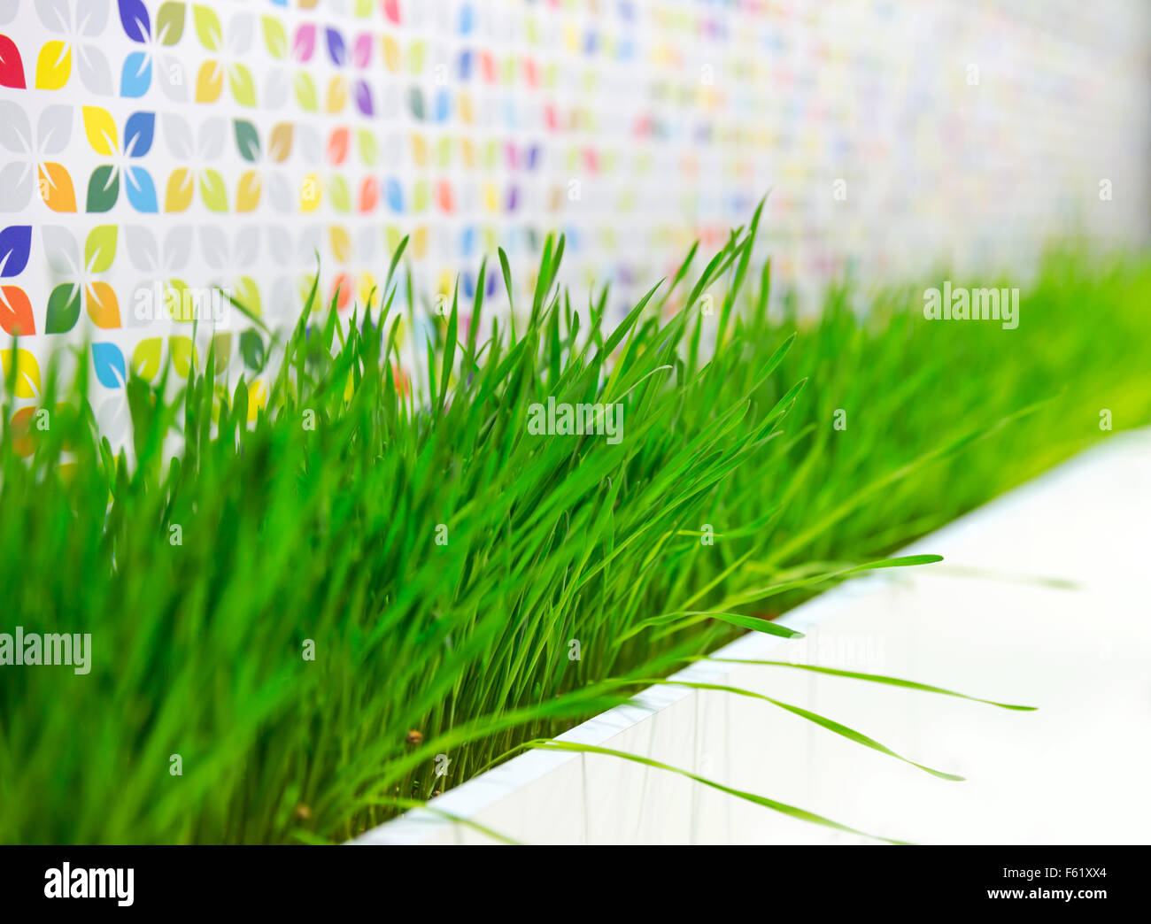 Grass corner frame hi-res stock photography and images - Alamy