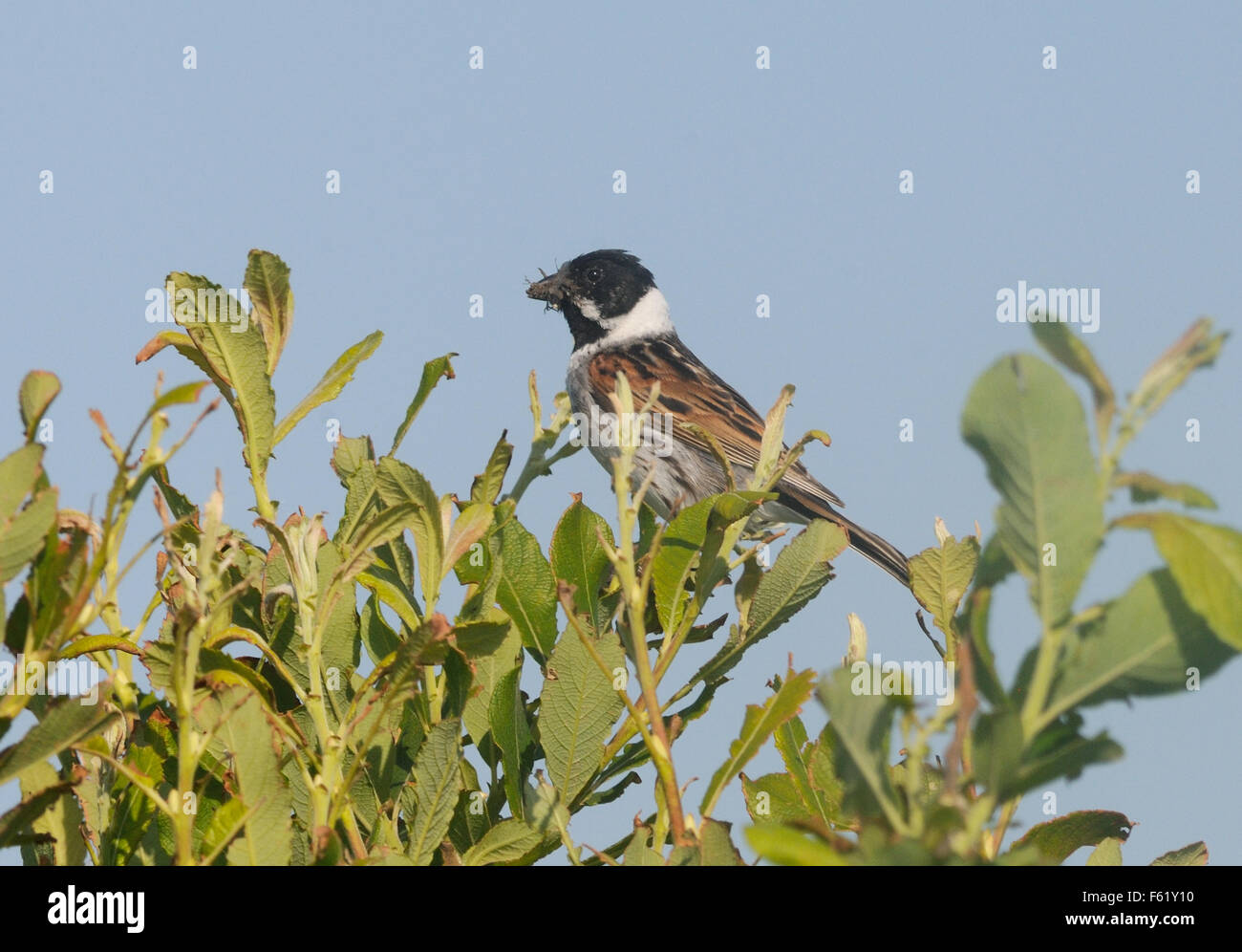 Scrub willow hi-res stock photography and images - Alamy