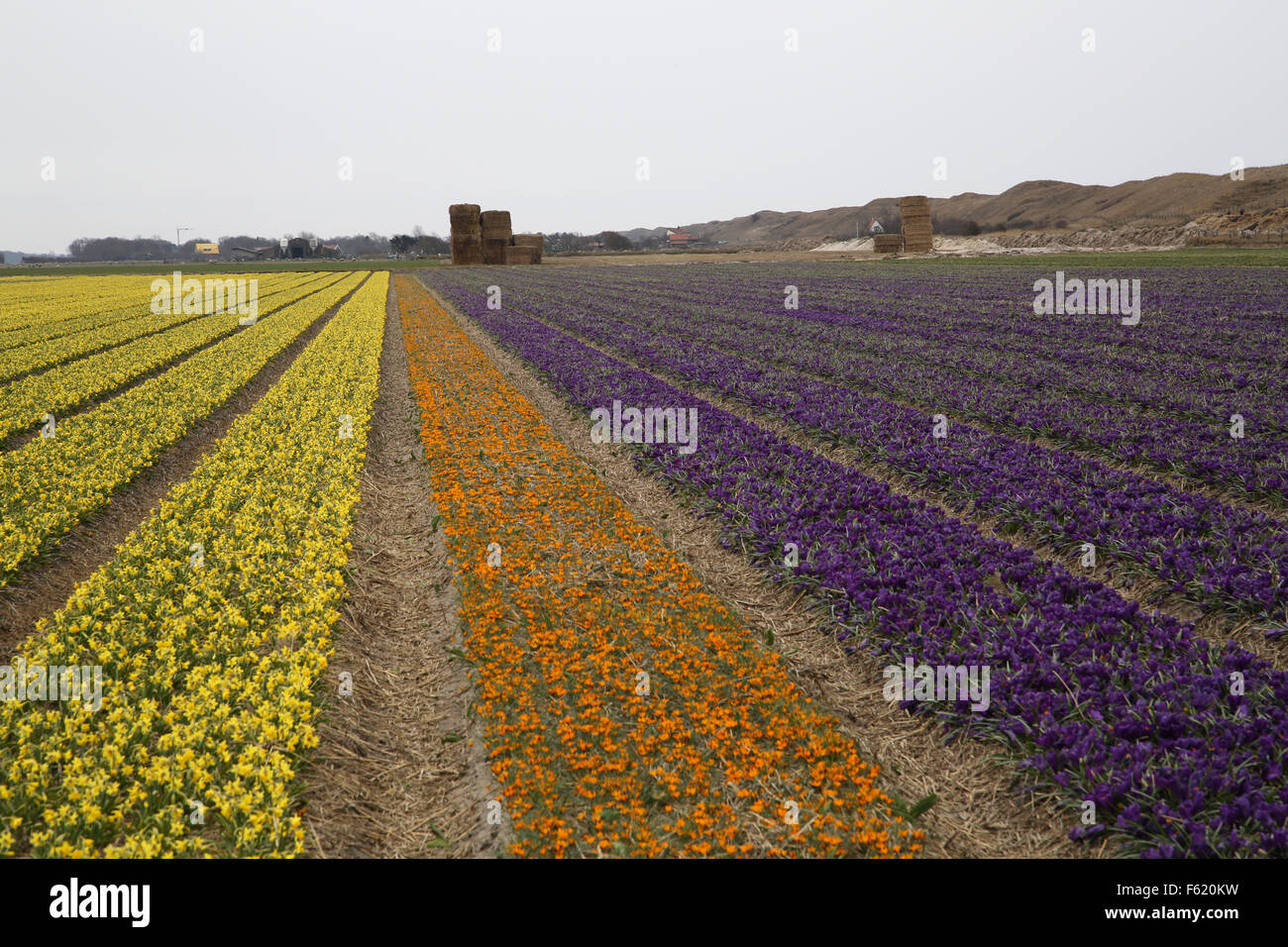 Flower fields netherlands perspective hi-res stock photography and ...