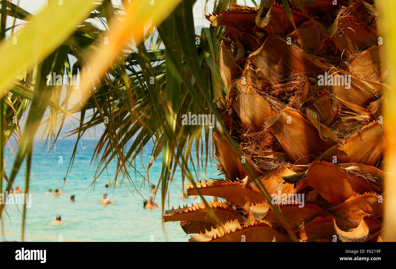 Palm tree at the tropical beach, Cleopatra island, Turkey Stock Photo ...