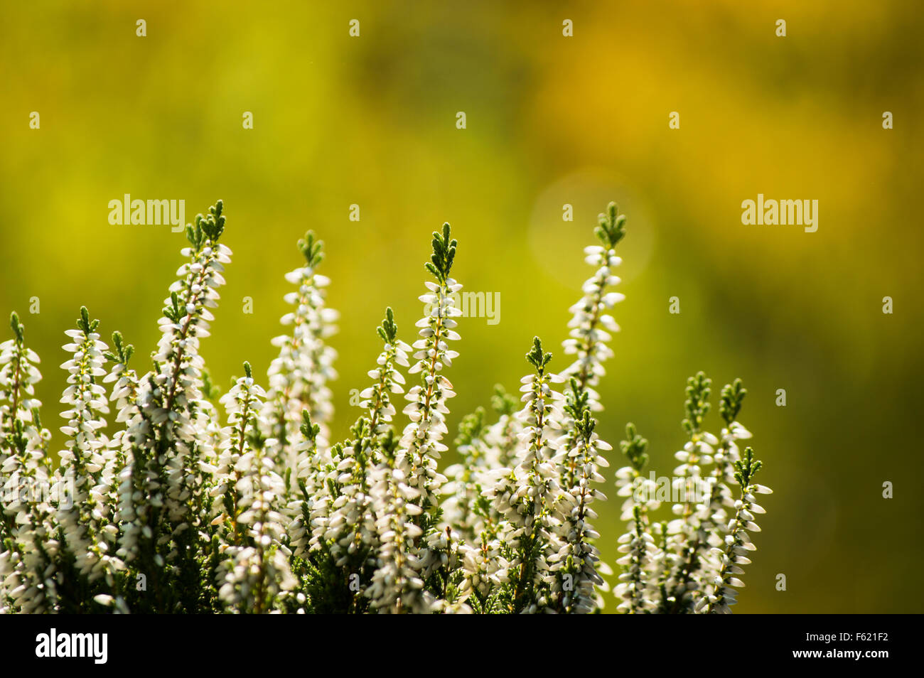 White calluna vulgaris Stock Photo - Alamy