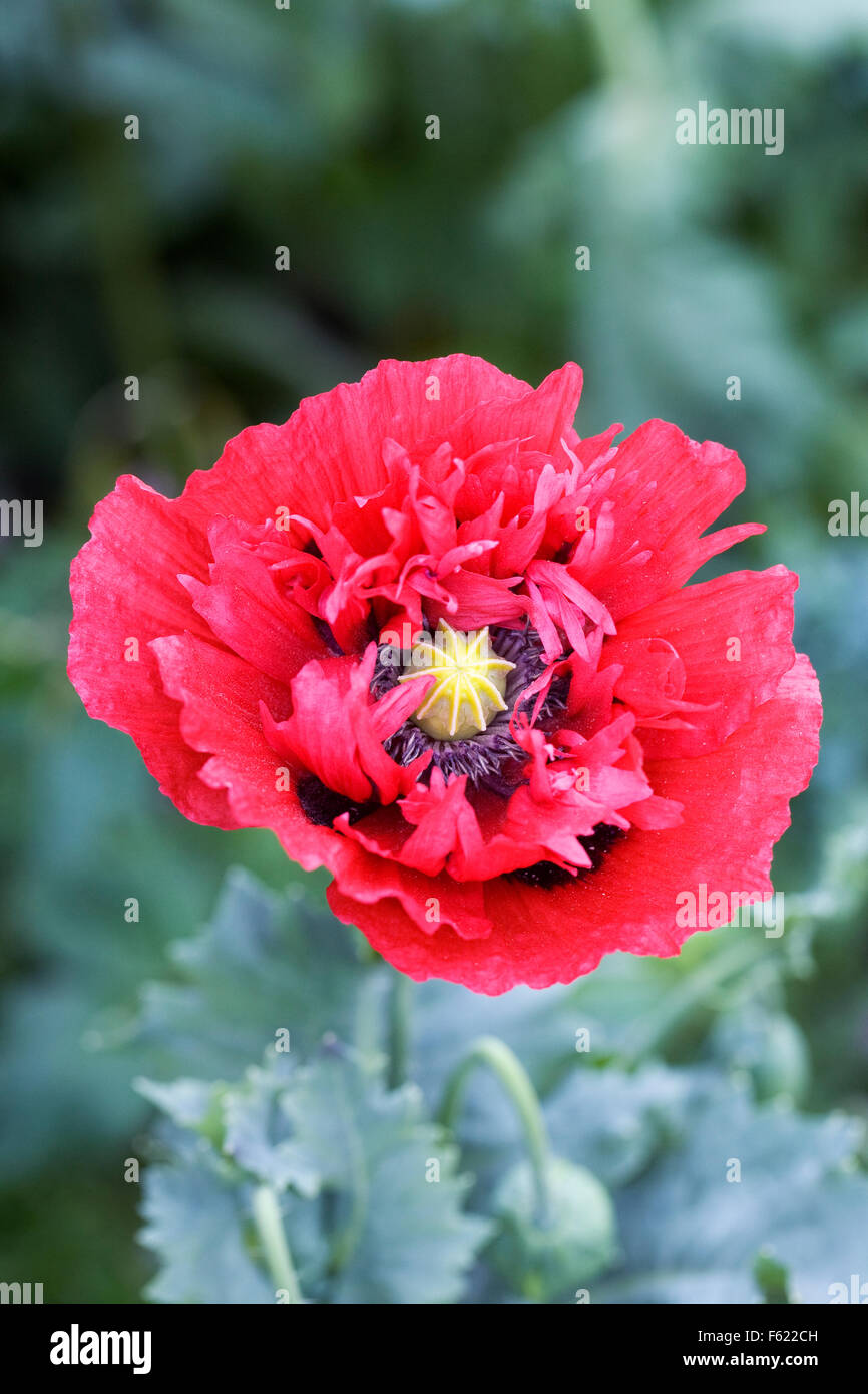 Garden red poppy hi-res stock photography and images - Alamy