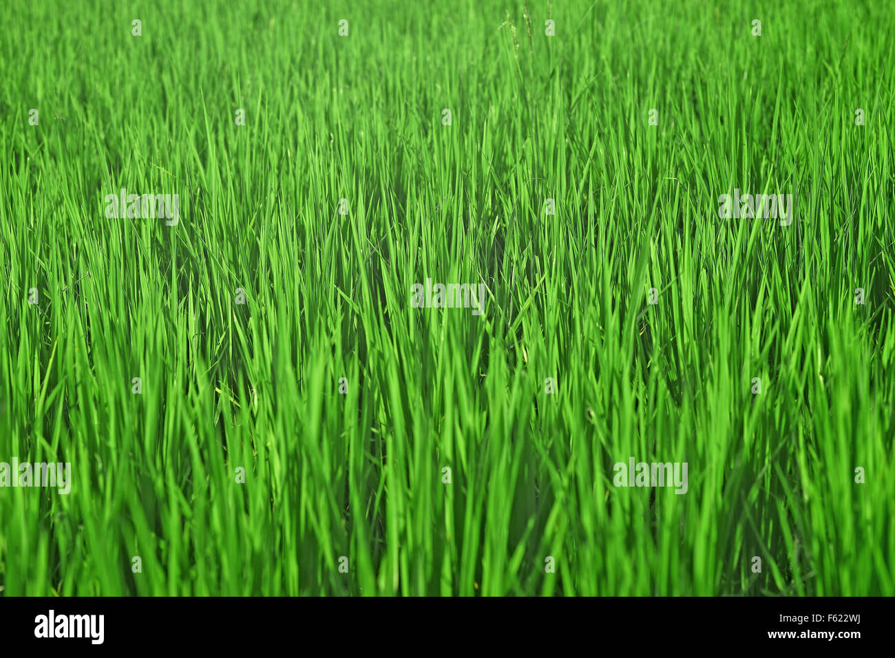 green rice field as nature background Stock Photo - Alamy