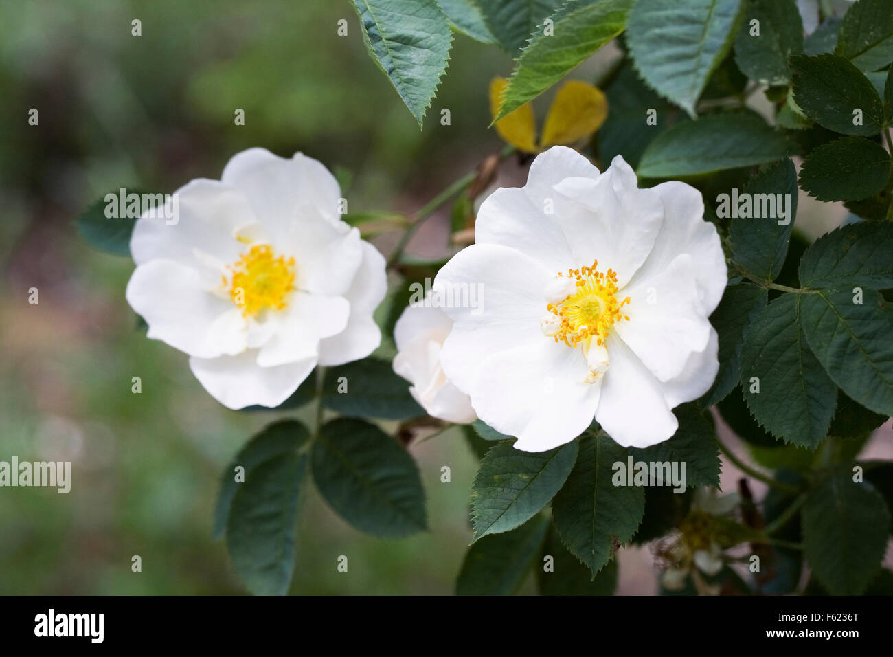 Rosa Alba High Resolution Stock Photography and Images - Alamy