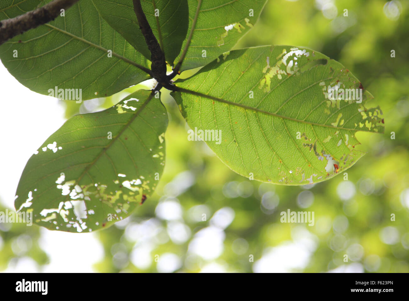 looking through Green leaves to sky Stock Photo - Alamy