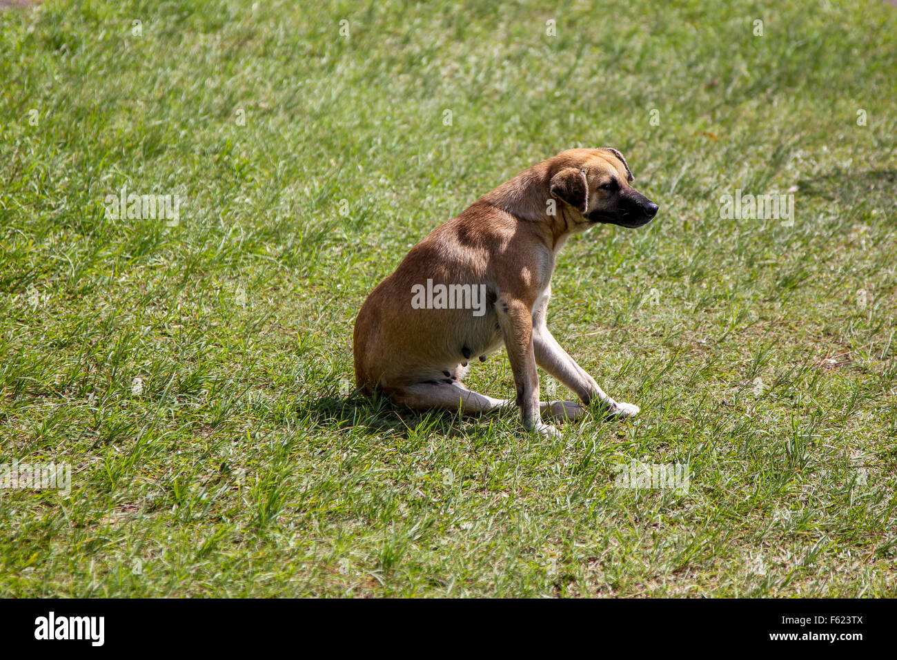 Siting with dog hi-res stock photography and images - Alamy