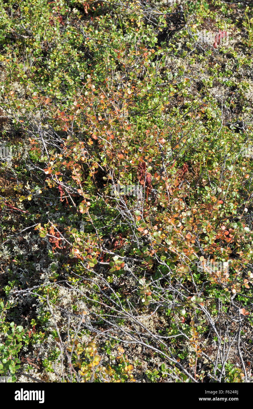 Russia, Eastern Yakutia. Vegetable background. The dwarf birch tundra ...