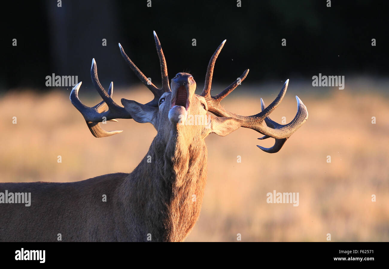 Male Red Deer roaring in Richmond Park as Autumn falls. Featuring ...