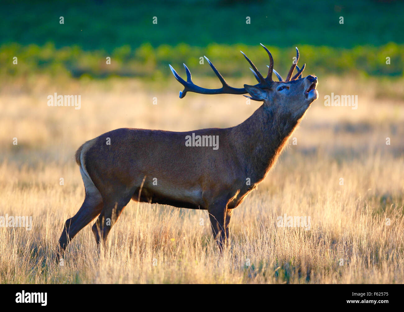 Male Red Deer roaring in Richmond Park as Autumn falls. Featuring ...