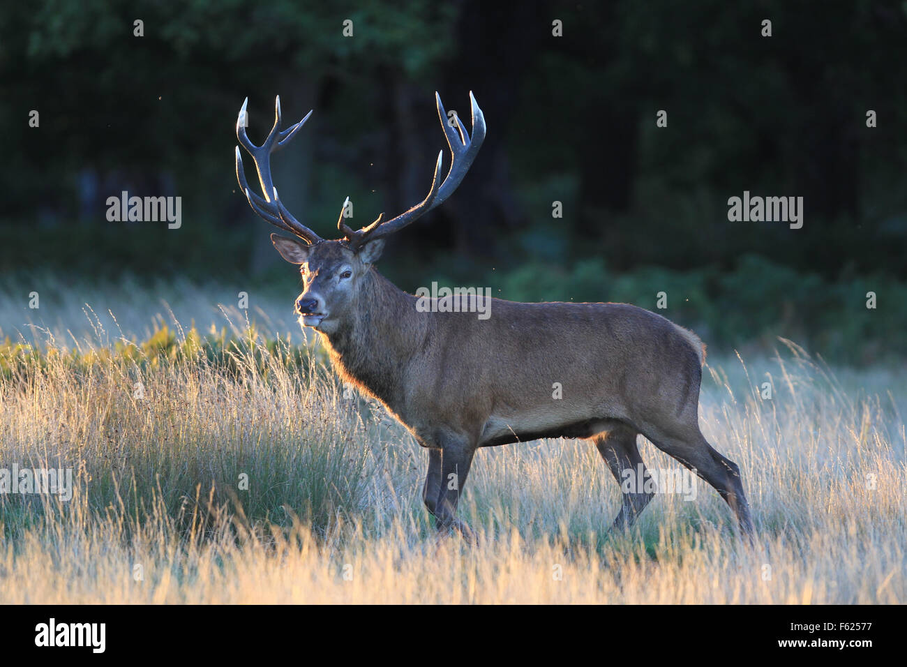 Male Red Deer roaring in Richmond Park as Autumn falls. Featuring ...
