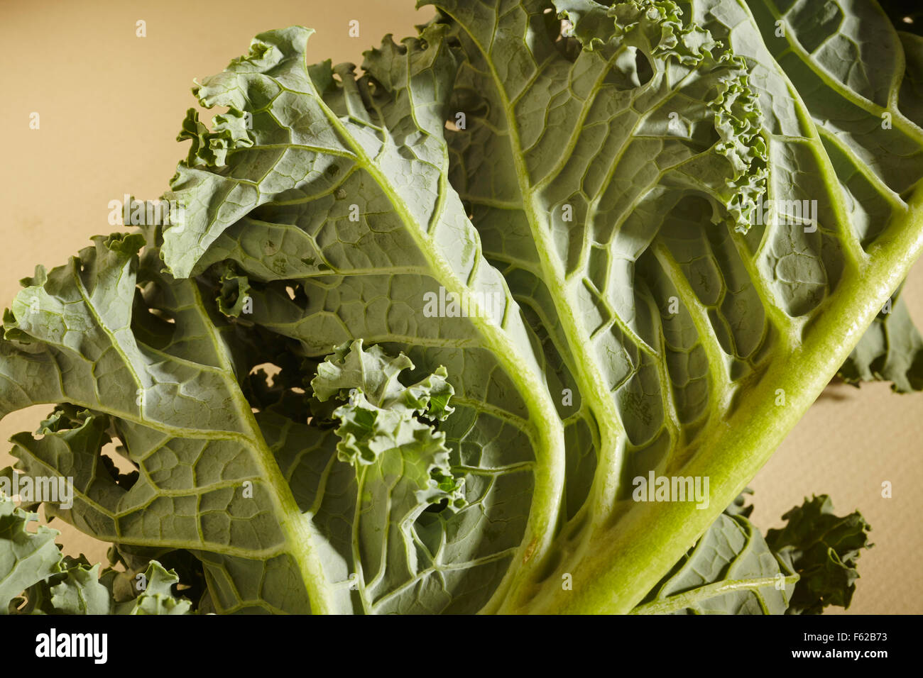 Closeup of a whole kale leaf Stock Photo - Alamy